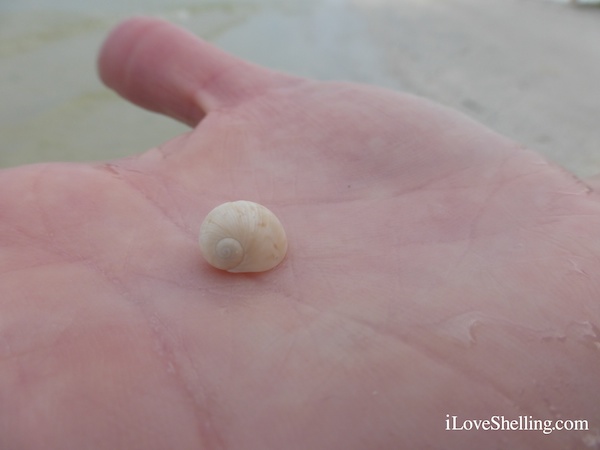 I’m Elated Finding A Bladed Wentletrap | I Love Shelling