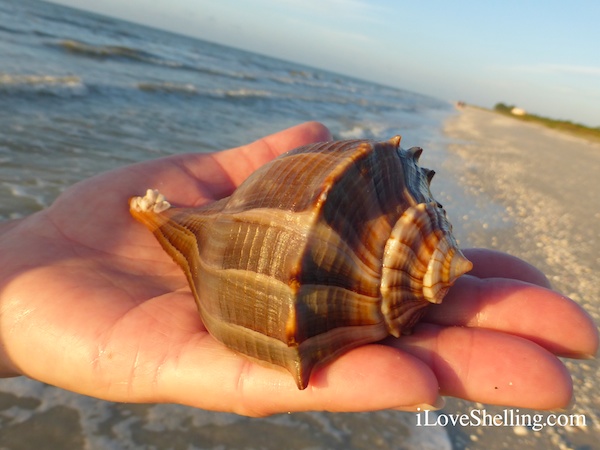 Sanibel Low Tide Shelling At Dawn | I Love Shelling