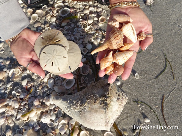 Shells Arrive On The Incoming Tide | I Love Shelling