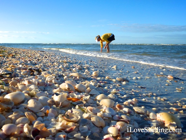 Shells Arrive On The Incoming Tide | I Love Shelling
