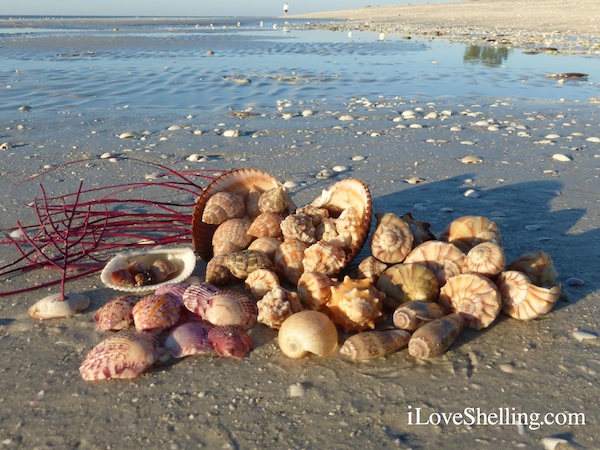 Sanibel Low Tide Shelling At Dawn | I Love Shelling