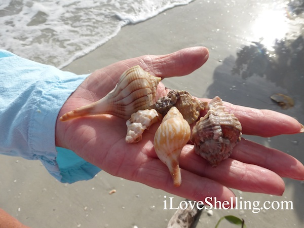 Giving Thanks For Beaches of Southwest Florida | I Love Shelling
