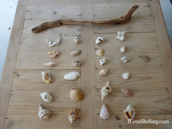 How To Make An Easy Sanibel Island SeaShell Mobile | i Love Shelling