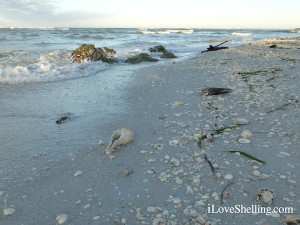 How To Make An Easy Sanibel Island SeaShell Mobile | I Love Shelling