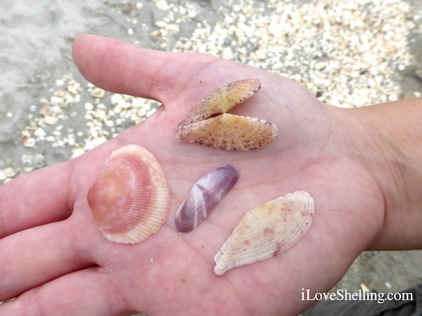 Spectasheller Speckled Tellin | I Love Shelling