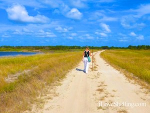 Filling The Apple Snail Cart At Harns Marsh Preserve | I Love Shelling