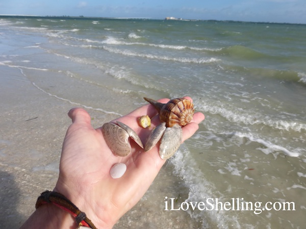 Giving Thanks For Beaches of Southwest Florida | I Love Shelling