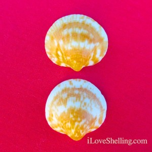 The 12 Shells Of Sanibel My Seashore Gave To Me… | I Love Shelling