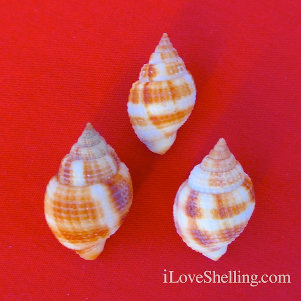 The 12 Shells Of Sanibel My Seashore Gave To Me… | I Love Shelling