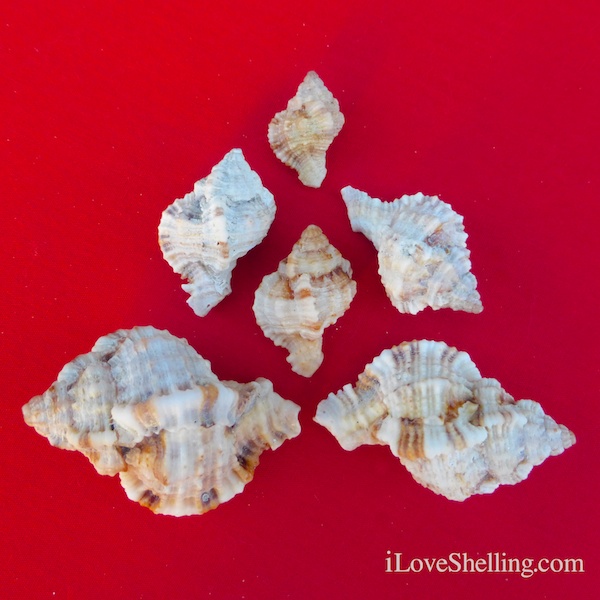 The 12 Shells Of Sanibel My Seashore Gave To Me… | I Love Shelling