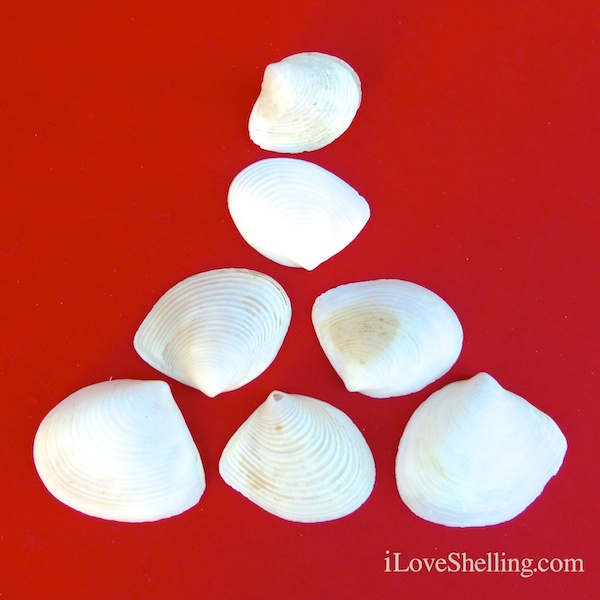 The 12 Shells Of Sanibel My Seashore Gave To Me… | I Love Shelling