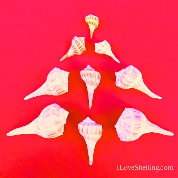 The 12 Shells Of Sanibel My Seashore Gave To Me… | I Love Shelling