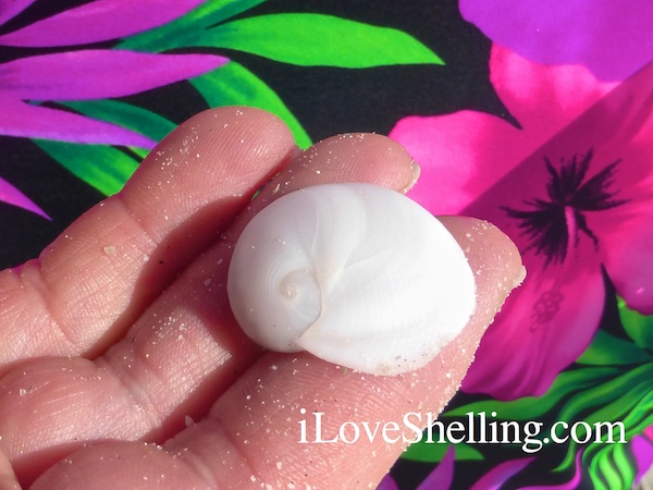 Shorts, Sunshine and Shelly Shorelines | I Love Shelling