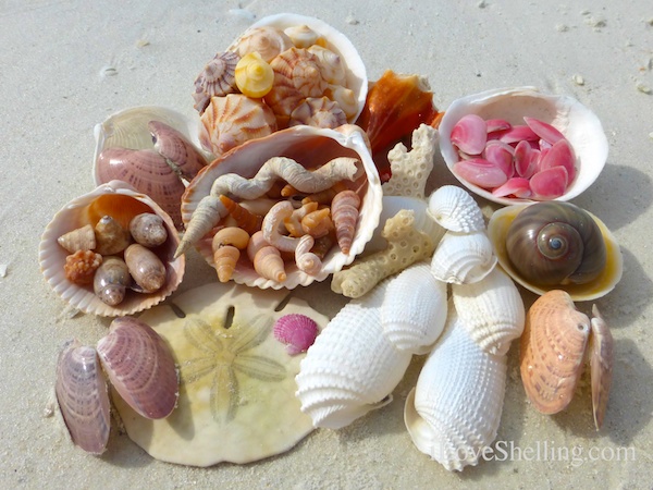 Boating and Beach Combing- Near Lovers Key | I Love Shelling