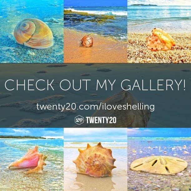 2013 Best Of iLoveShelling | I Love Shelling
