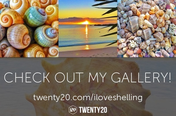 Happy Shell-a-Days! | I Love Shelling