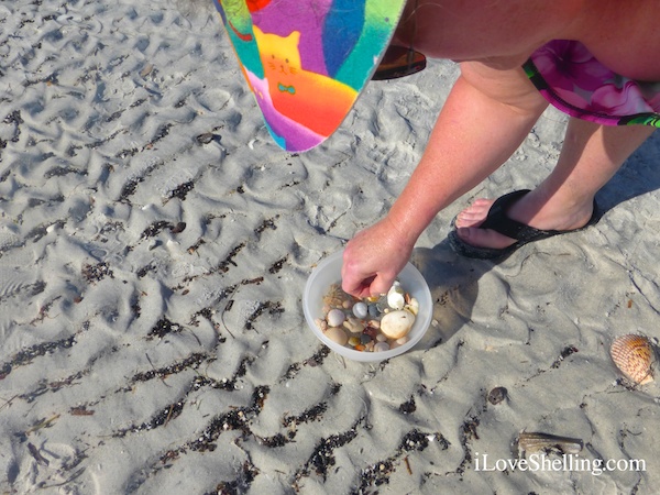 Shorts, Sunshine and Shelly Shorelines | I Love Shelling