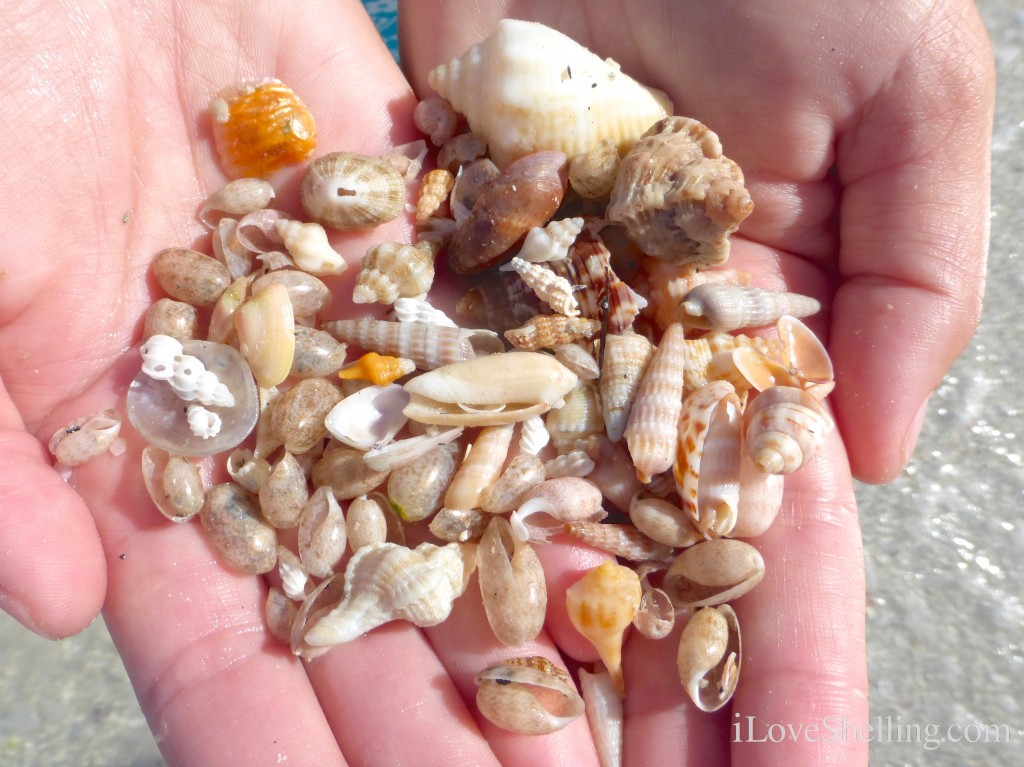 Shell Lounging At Sanibel's Waters Edge | I Love Shelling