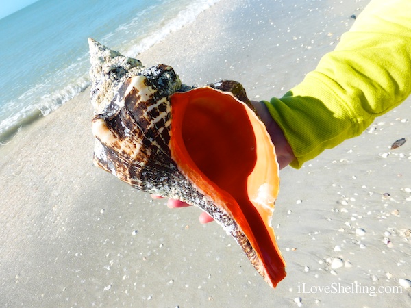 Shellebrating Outrageous Shelling Days | I Love Shelling