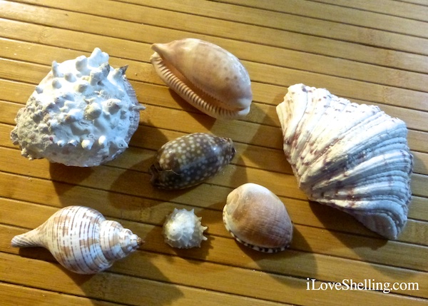 Look What The Cat Island Dragged In | I Love Shelling