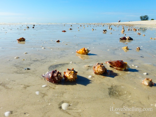 Very Merry Holiday Stroll On The Beach | I Love Shelling