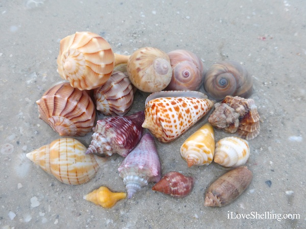 Florida Cone | i Love Shelling
