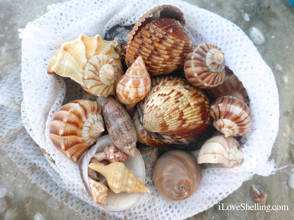 Shellebrating Outrageous Shelling Days | I Love Shelling