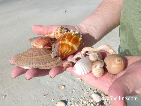 Shorts, Sunshine and Shelly Shorelines | I Love Shelling