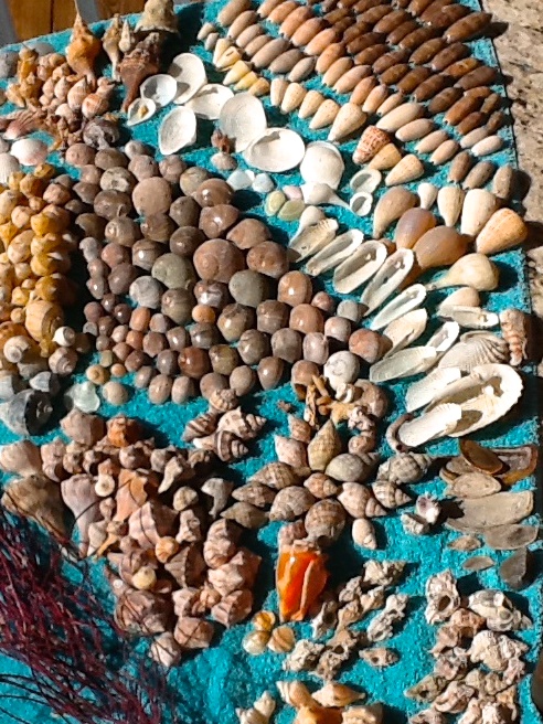 Shellebrating Outrageous Shelling Days | I Love Shelling