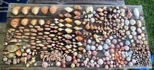 Shell Lounging At Sanibel's Waters Edge | I Love Shelling