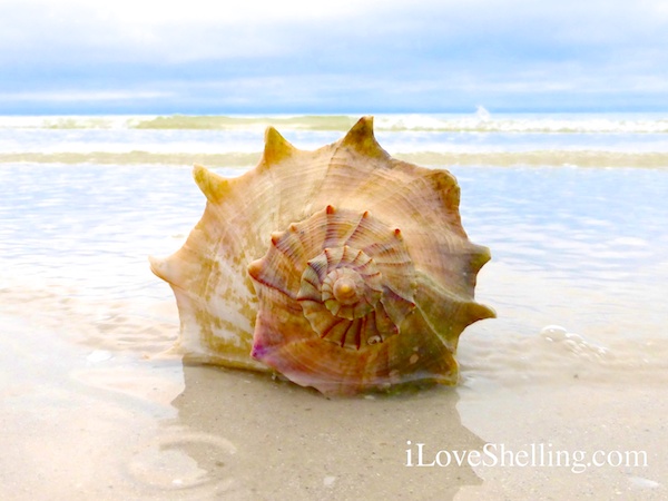 Shellebrating Outrageous Shelling Days | I Love Shelling