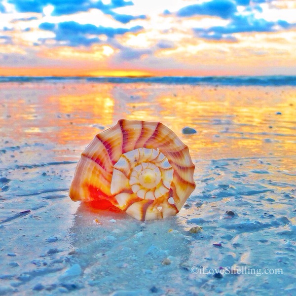 Sunrise Shelling | I Love Shelling