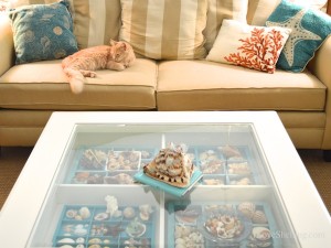 Seashell Display Table Ideas | I Love Shelling