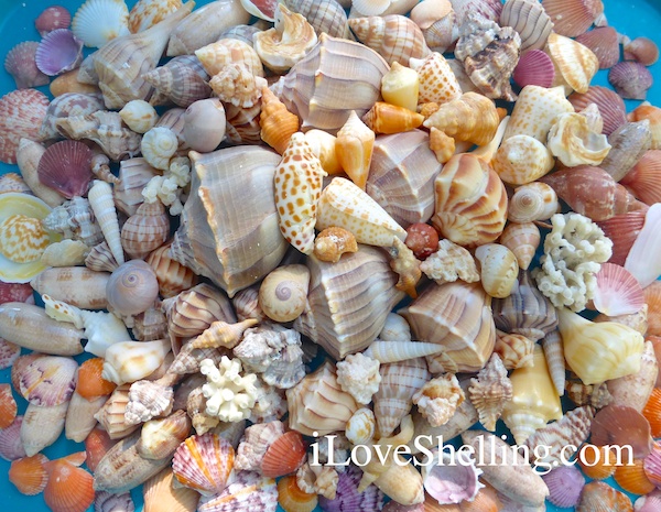 Seashell Shellabaloo | Sanibel Shelling Guide | Shell Trip | i Love ...
