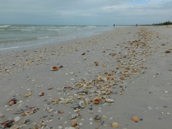 Cruise To Rainbows and Seashells | I Love Shelling