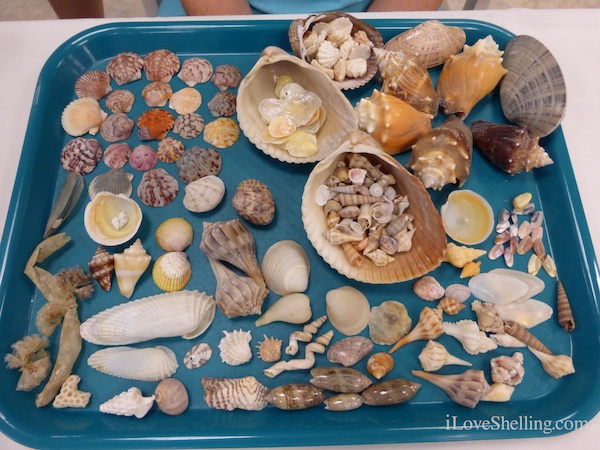 Finding Seashells By The Seashore at Shellabaloo 4 | I Love Shelling