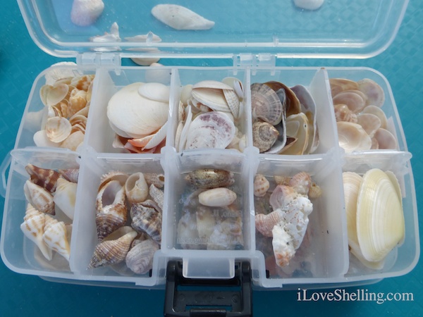 Not Just Another Silly White Shell | I Love Shelling