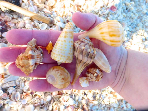 Sunrise Shelling | I Love Shelling