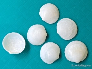 Not Just Another Silly White Shell | I Love Shelling
