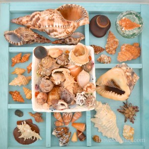 Seashell Display Table Ideas | I Love Shelling