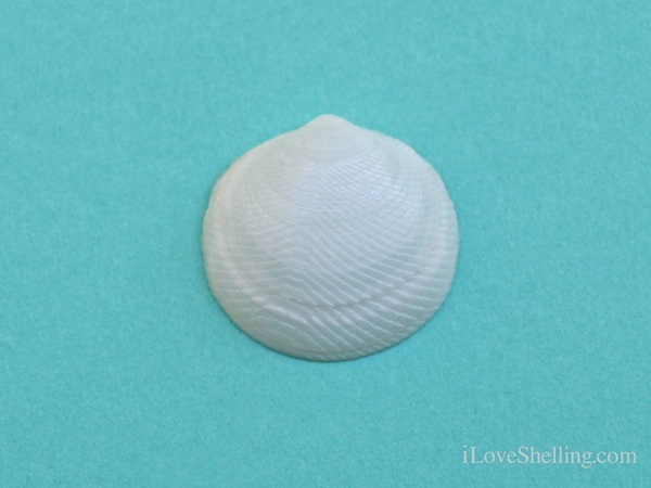 Seashells At North Tip Of South Seas Island Resort | I Love Shelling