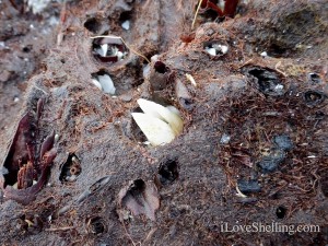 For Peat’s Sake, We found Angel Wings! | I Love Shelling