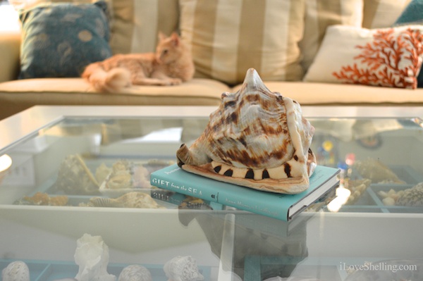 Seashell Display Table Ideas | I Love Shelling