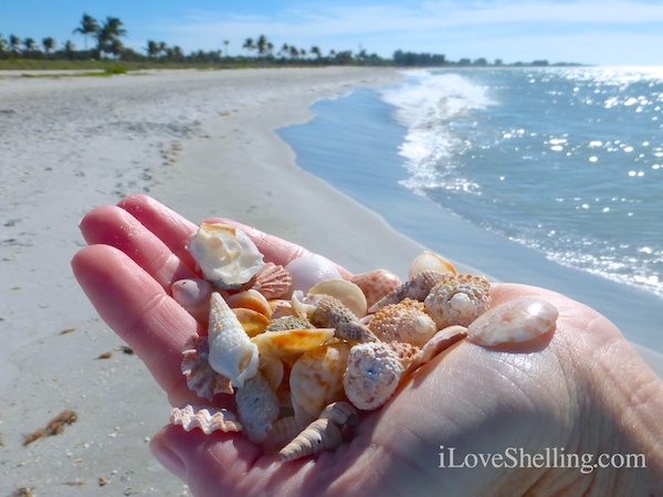 Seashells At North Tip Of South Seas Island Resort | I Love Shelling