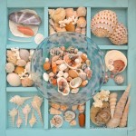 Seashell Display Table Ideas | I Love Shelling