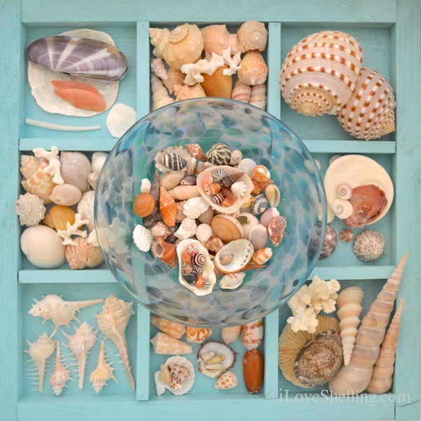 Seashell Display Table Ideas | I Love Shelling
