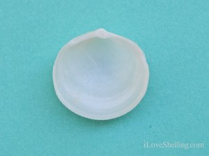 Seashells At North Tip Of South Seas Island Resort | I Love Shelling