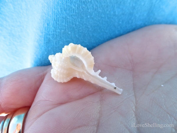 So Many Rare Shells Found On Sanibel This Week | I Love Shelling