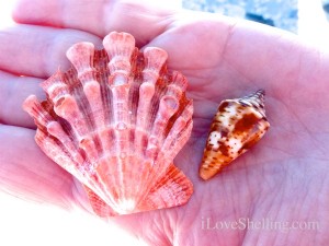 So Many Rare Shells Found On Sanibel This Week | I Love Shelling