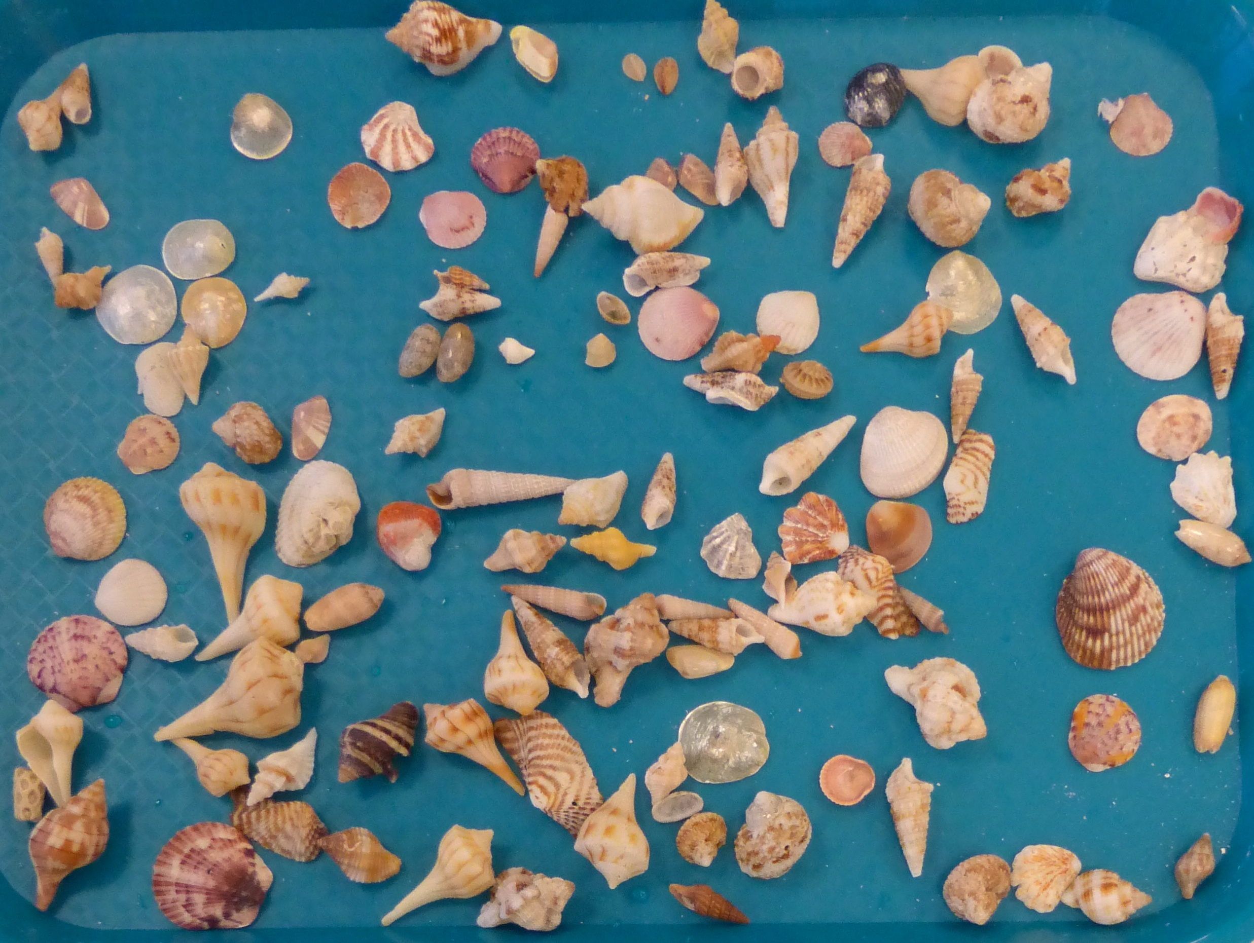 Sanibel Shell 'N Tell Rocks! | I Love Shelling
